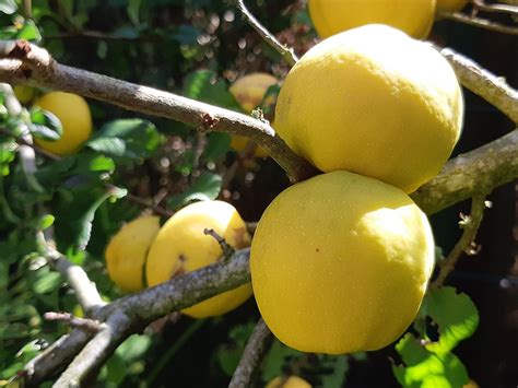 Le Coing Qualité Nutritionnelle Vertus Et Variétés
