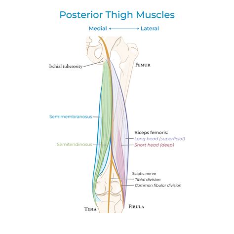 Posterior Thigh Muscles