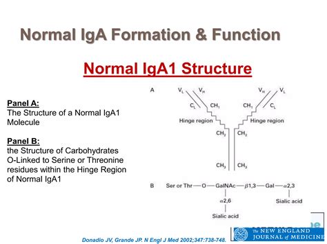 Iga Nephropathy Closing The Loop Dr Gawad Pptx