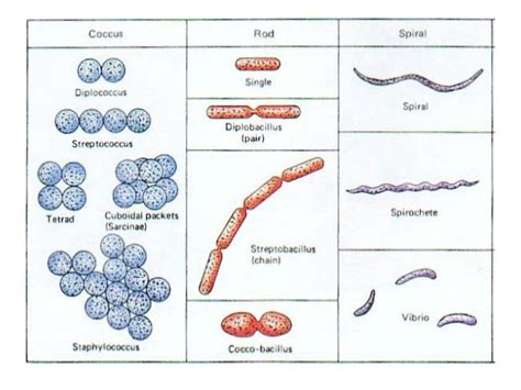 Morphology Of Bacteria Sizes Shapes Arrangements Examples