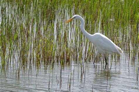 Ardea Alba Wikipedia