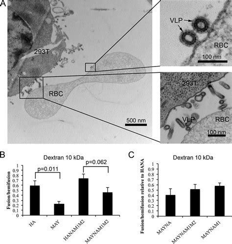 Cell Rbc Fusion Assay Monitoring Lipid And Content Mixing Upon Fusion