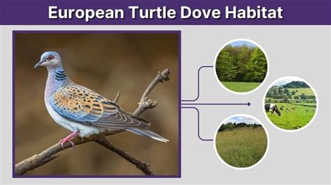 European Turtle Dove Habitat Diet Migration And Facts