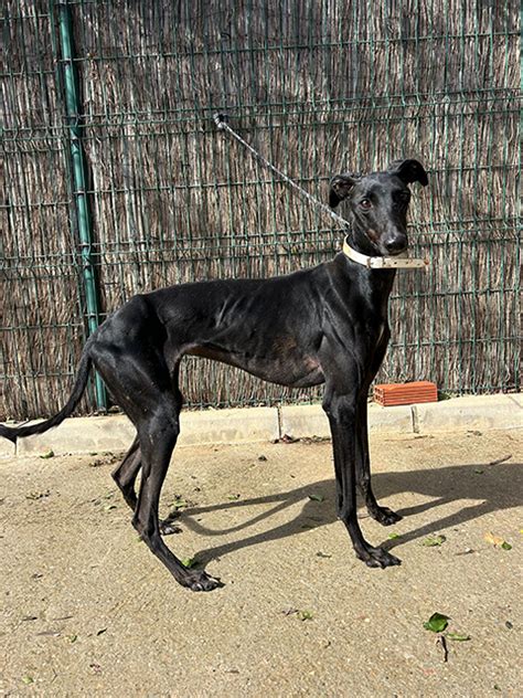 Risitas Insieme Per Fbm Adozione Levrieri