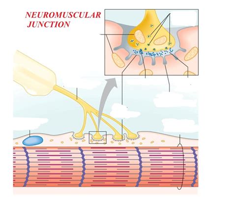 Neuromuscular Junction Diagram Quizlet