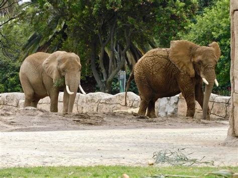 La Elefanta Más Triste Del Mundo Ya Tiene Amiga Ely Y Gipsy Recibirán