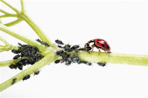 Aphids Ladybug