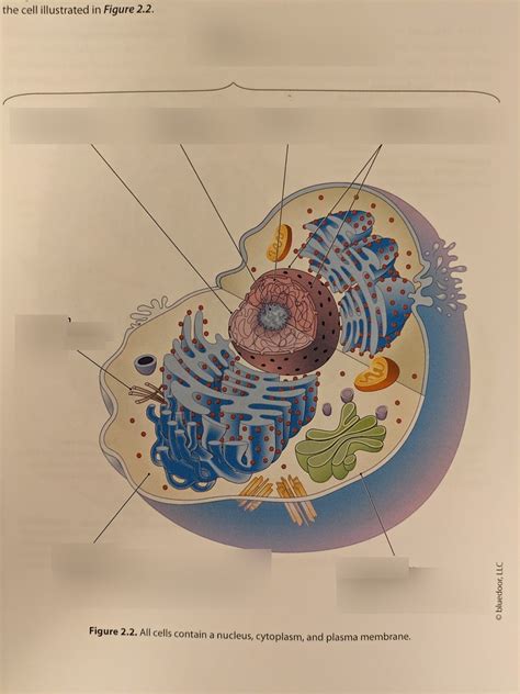 Lab 2 Nucleus Part 2 Diagram Quizlet