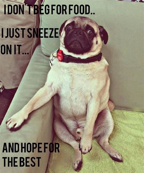 Funny Pug Memes