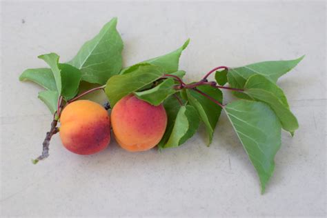 Fresh Halman Apricots All Natural And Chemical Free 500g Ladakh