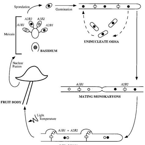 Life Cycle Of The Pathogenic Smut Fungus U Maydis Download Scientific Diagram
