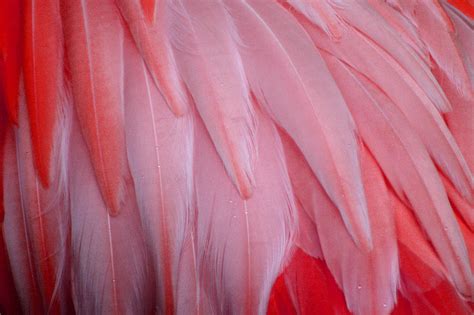 Pink Flamingo Feathers Photograph By Tony And Kristi Middleton
