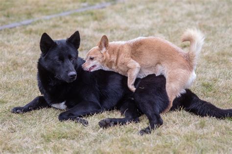 Que Pasa Cuando Dos Perros Se Atascan