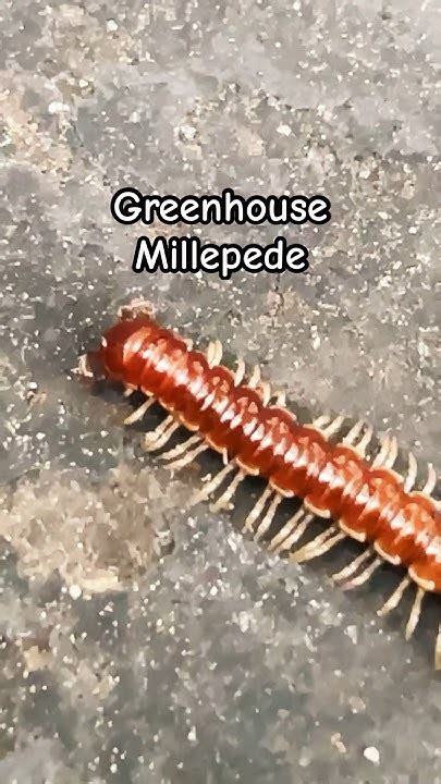 Greenhouse Millepede Youtube