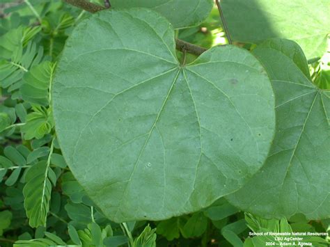 Louisiana Plant Id Cercis Canadensis Eastern Redbud