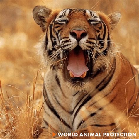 Tiger Roar 