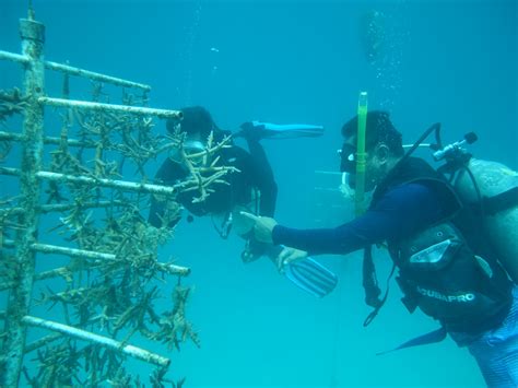 Komunitas Pemuda Barrang Lompo Bangun Coral Garden Terumbu Karang Pulih Ikan Pun Datang