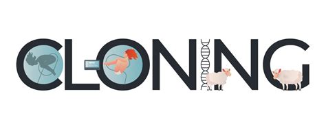 Cloning Genetics Flat Infographics Royalty Free Vector Image