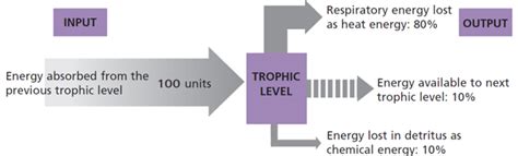 Energy And Matter In Ecosystems Atar Biology