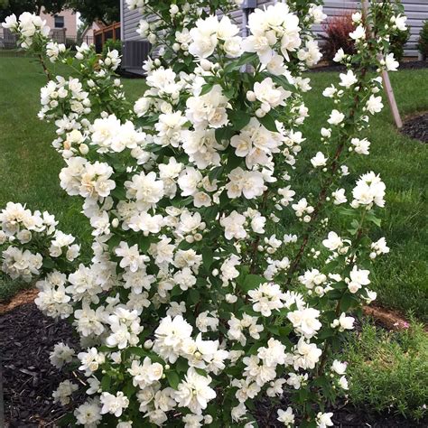 Philadelphus Pearls Of Perfume Potted Plants 2 Pack Easy To Grow