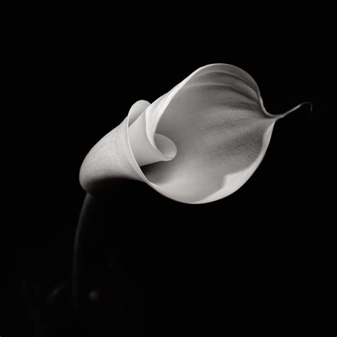 Robert Mapplethorpe Flowers Robert Mapplethorpe Black And White