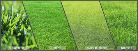 Choosing The Right Lawn Variety 💧 Sunshoweronline