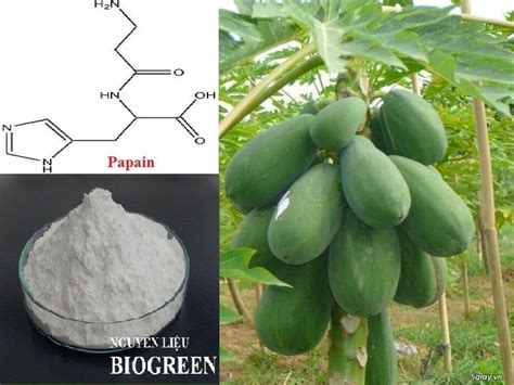 Khám Phá Sức Mạnh Của Enzyme Papain Trong ẩm Thực 5giay