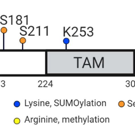 Human Protein Structure Including The Dimerization Domain Dim