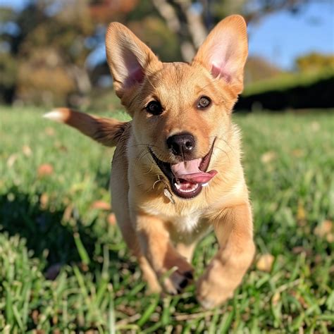 Welsh Corgi Labrador Mischling Corgi Yellow Lab Mix Pictures And Info