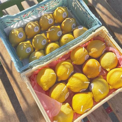When Life Gives You Lemons Set Of 8 Lemon Shaped Soy Candles Fruit