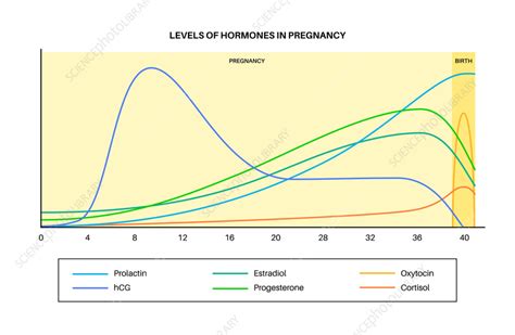 Hormones In Pregnancy Illustration Stock Image F0421834 Science