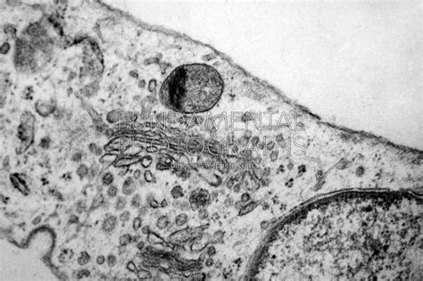 Eukaryotic Cells Microscope