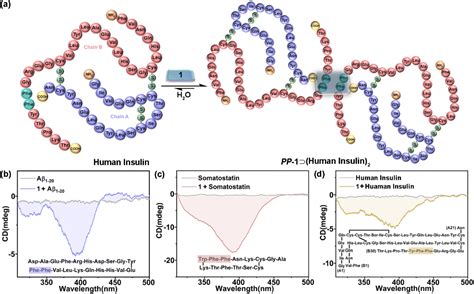 Chiral Adaptive Recognition With Sequence Specificity Of Aromatic Dipeptides In Aqueous Solution