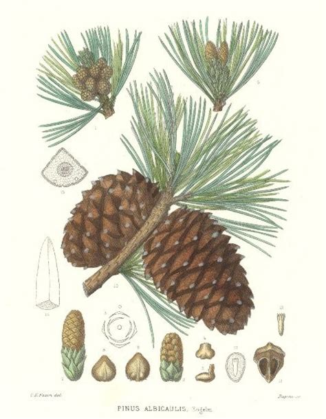 Pinus Albicaulis Whitebark Pine Poster Design
