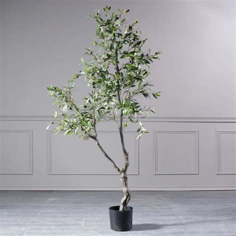 100 Olive Tree Wallpapers