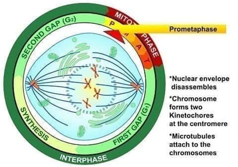 1 6 1 Mitosis Biología Y Geología 4º Eso