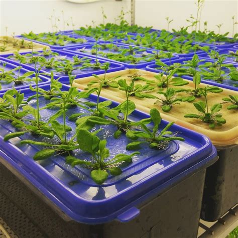 Hydroponic Cannabis Grow Growing Cannabis Hydroponically A Beginners