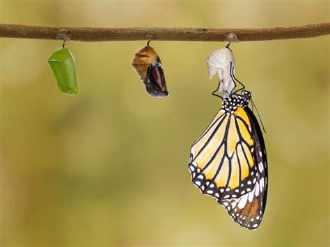 Etapas De La Metamorfosis De La Mariposa