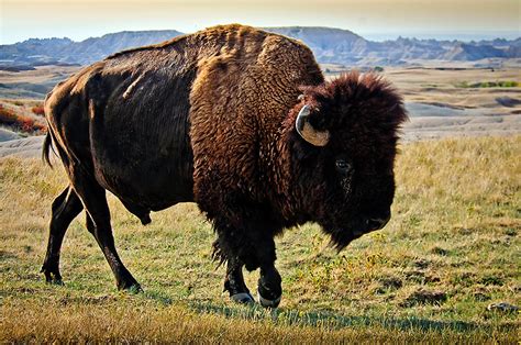 What Kind Of Wild Animals Live In South Dakota At Howard Vasquez Blog