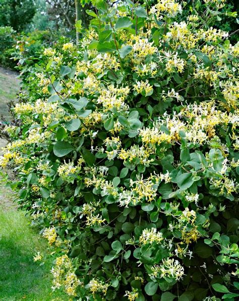 Orlovi Nokti Lonicera Caprifolium Rasadnik Ema