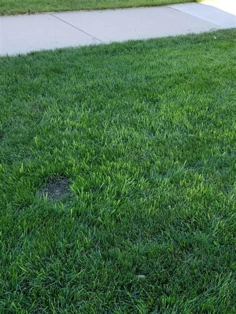 Invasive Grass Id 3 Pics Lawncarewithpics