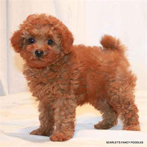 Teacup Poodle Full Grown Size At Geraldo Owens Blog