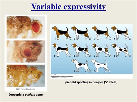 Ppt Lecture 14 Gene Interactions Powerpoint Presentation Free