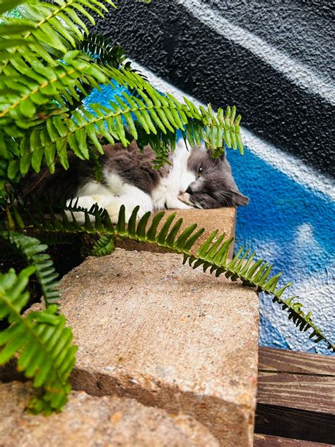 Trivia Mondays With Tony Sassi 2110 Strand St Galveston Tx United