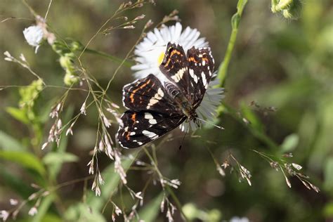 Map Butterfly Insect Flower Free Photo On Pixabay