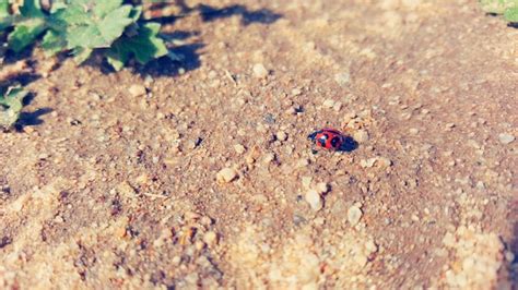 Premium Photo Ladybug On Ground