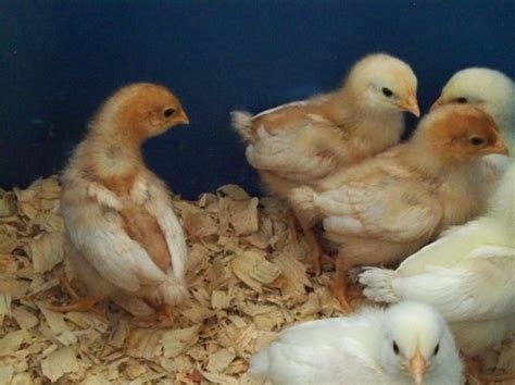 In The Garden With Sow N Sow Golden Comet Chicks