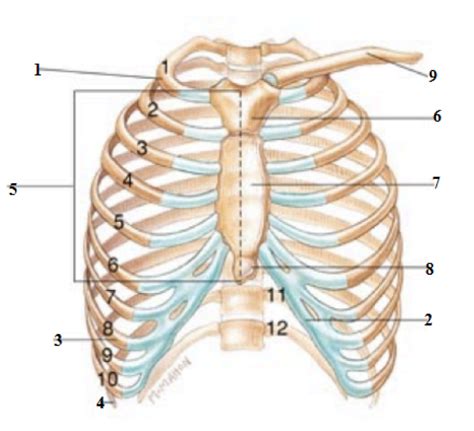 Labeled Ribs Diagram