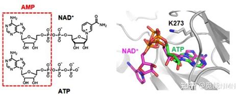 修复dna，你可以永远相信nad 知乎