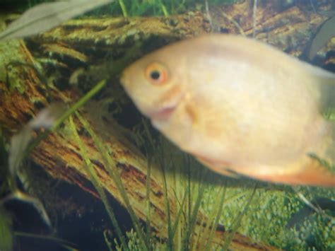 Gold Severum Gill Plate Defect